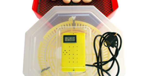Incubator Cleo Termometru - IP3038
